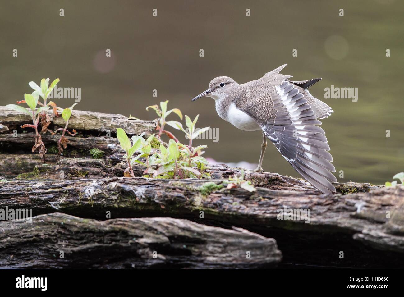 sandpiper, periled, sandpiper, actitis, aufmerksam, bodenbrter, common ...
