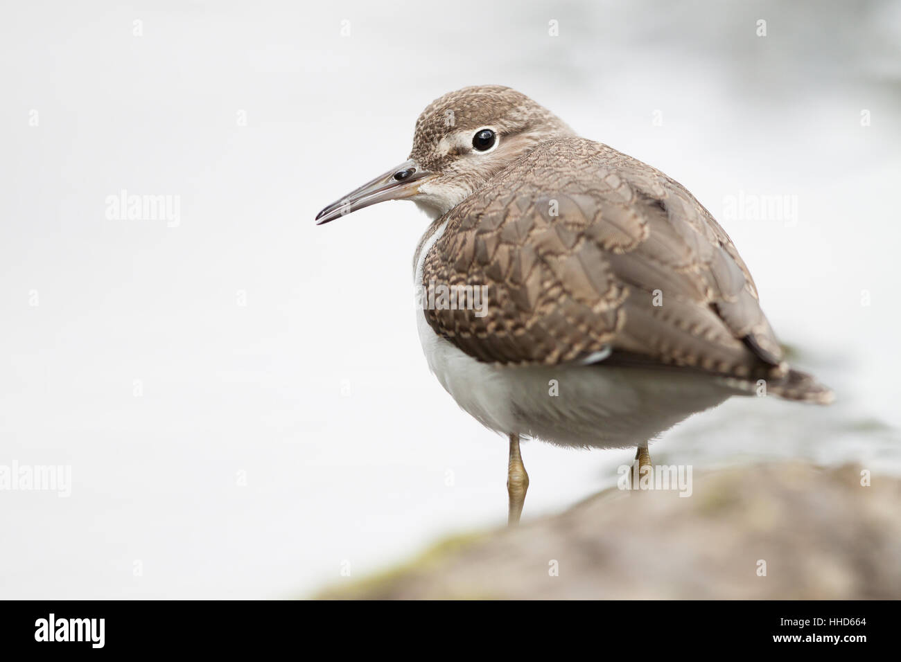 sandpiper, periled, sandpiper, actitis, aufmerksam, bodenbrter, common ...