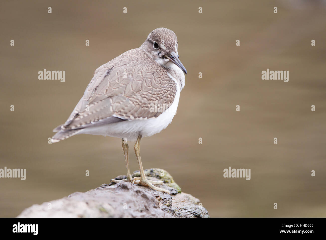 sandpiper, periled, sandpiper, actitis, aufmerksam, bodenbrter, common ...