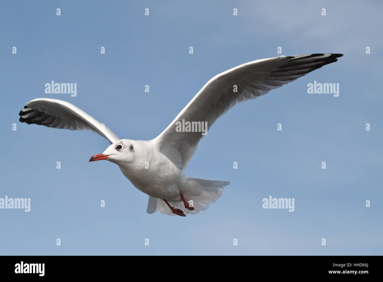 Approach flight hi-res stock photography and images - Alamy