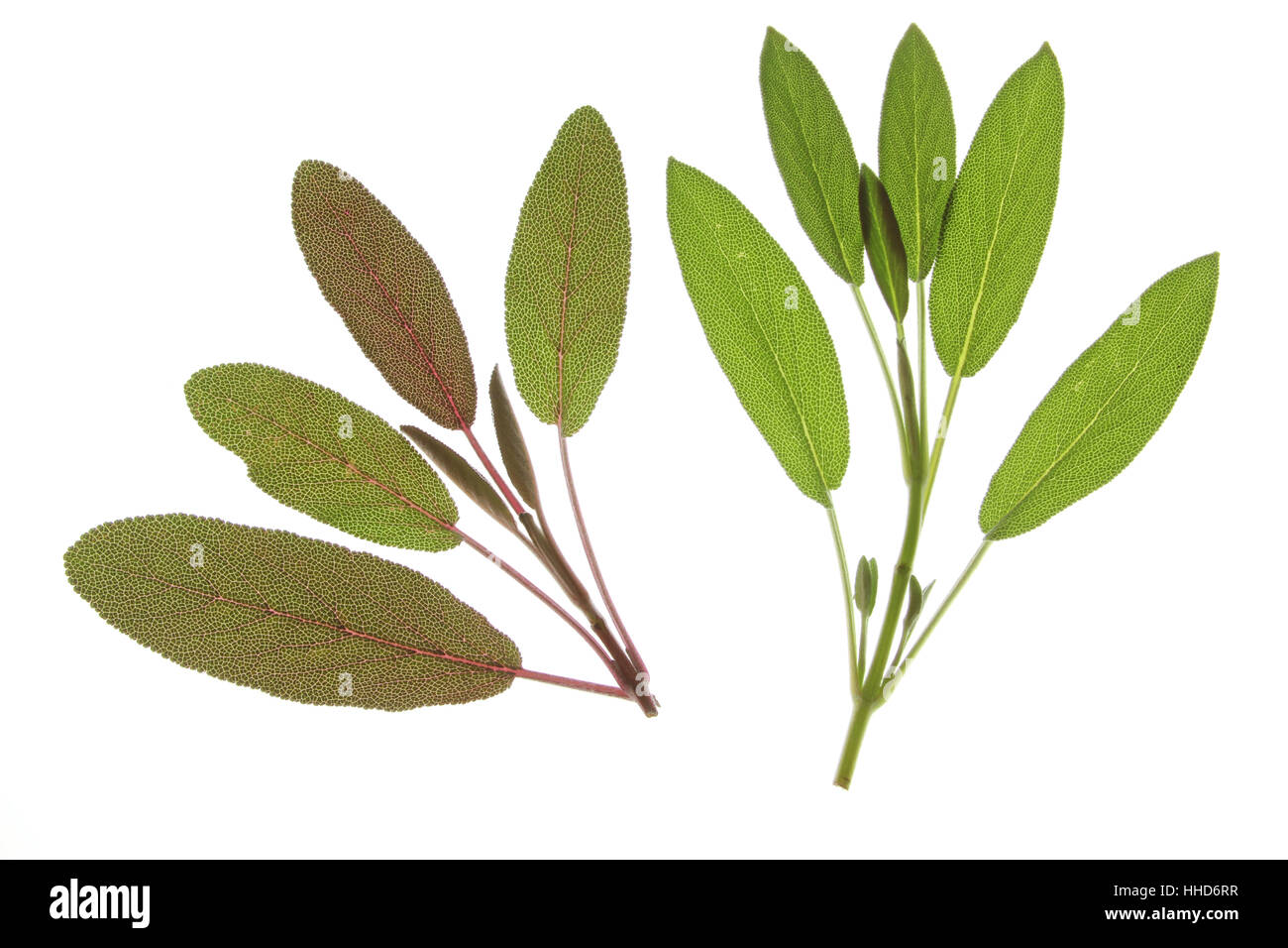 isolated, optional, sage, page, sheet, health, spice, isolated ...