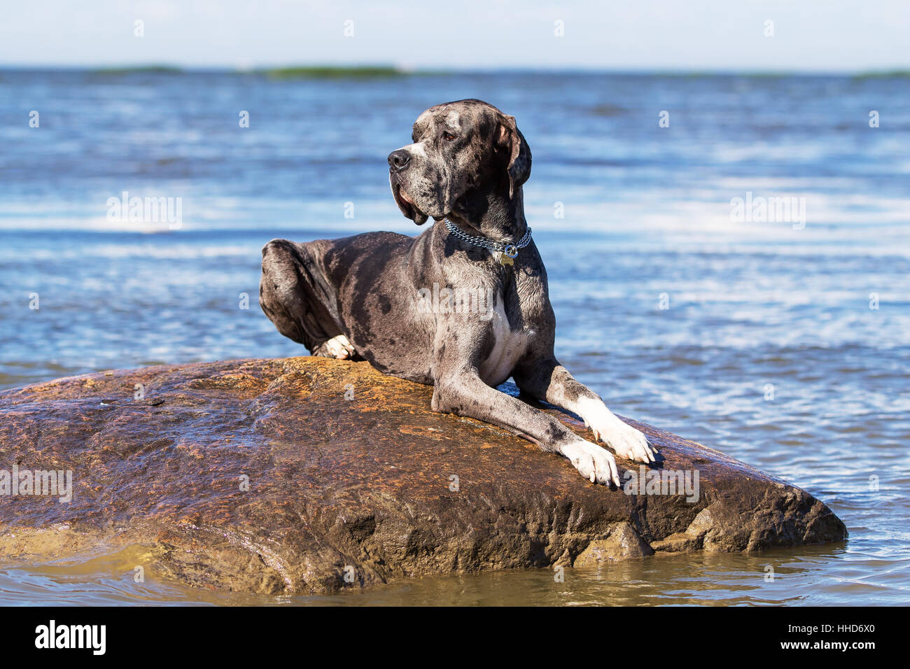 animal, pet, beach, seaside, the beach, seashore, summer, summerly, dog ...