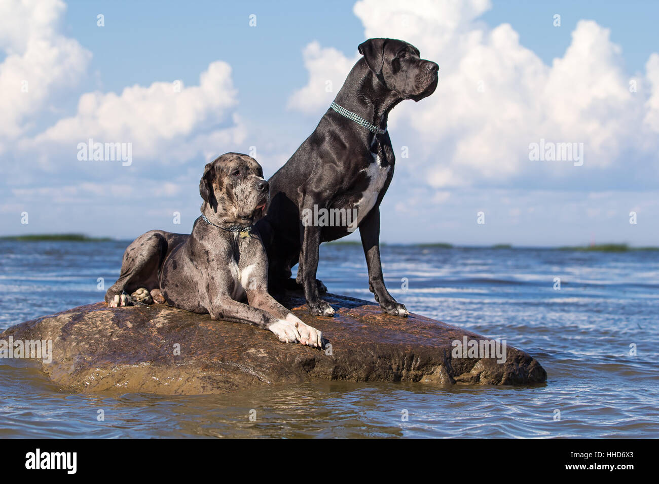 animal, pet, beach, seaside, the beach, seashore, summer, summerly, dog ...