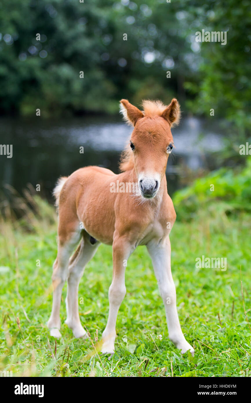 horse, animal, summer, summerly, mini, stallion, mare, foal, free ...
