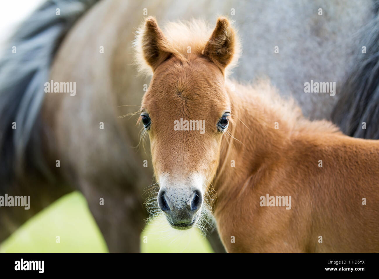 horse, animal, summer, summerly, mini, stallion, mare, foal, free ...