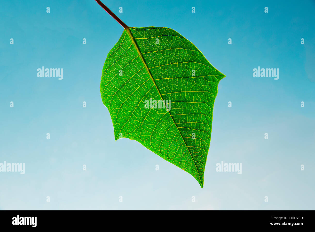 beautiful, beauteously, nice, leaf, object, liquid, isolated, model ...