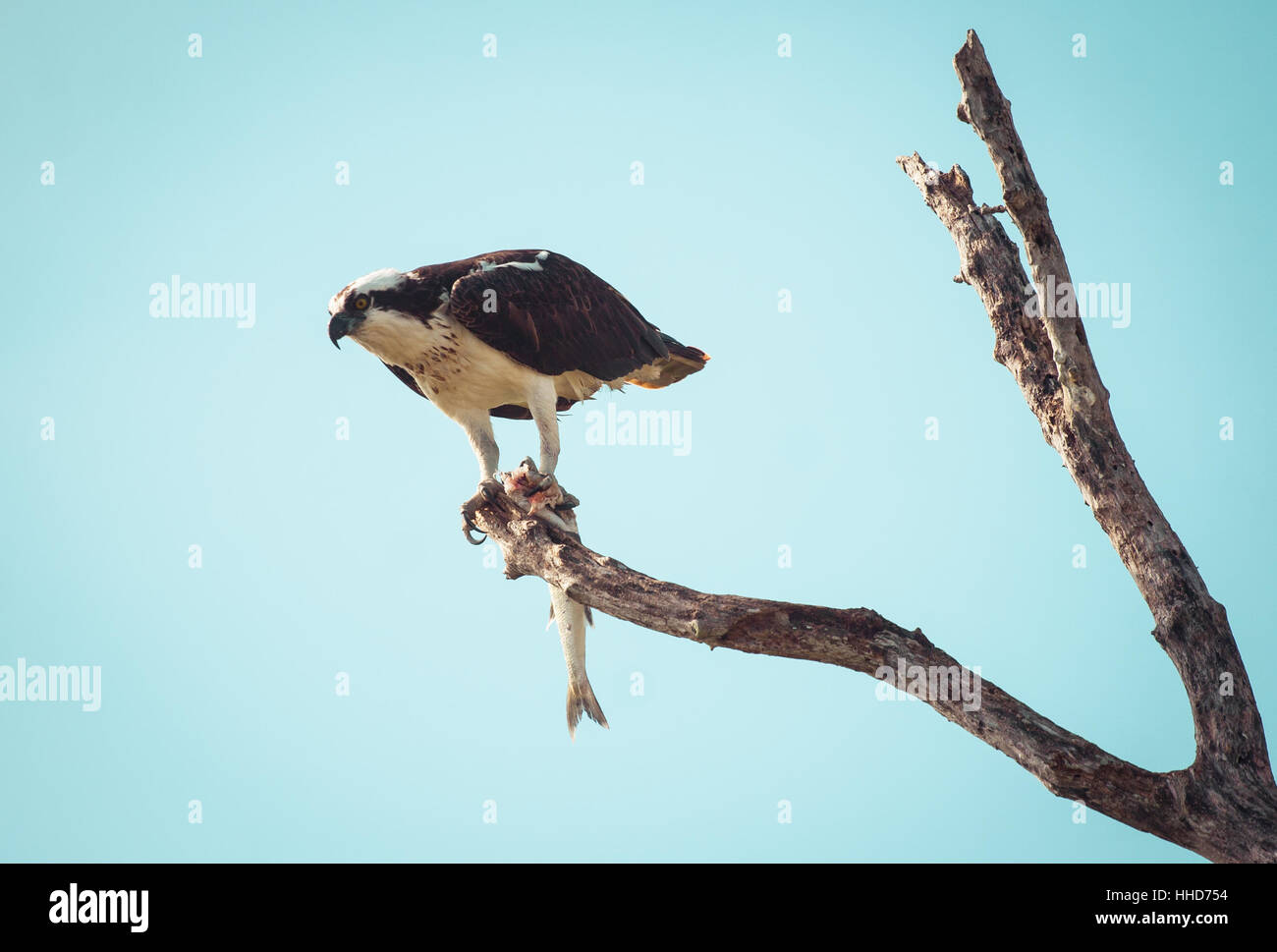Eagle standing on branch with fish in talons Stock Photo - Alamy
