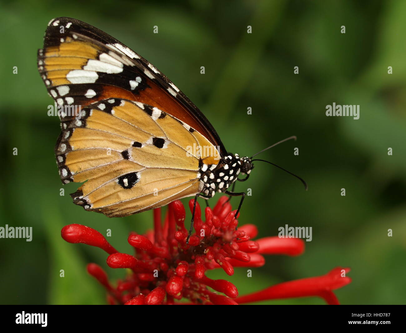 insects, butterfly, south america, insect, insects, butterfly, south ...