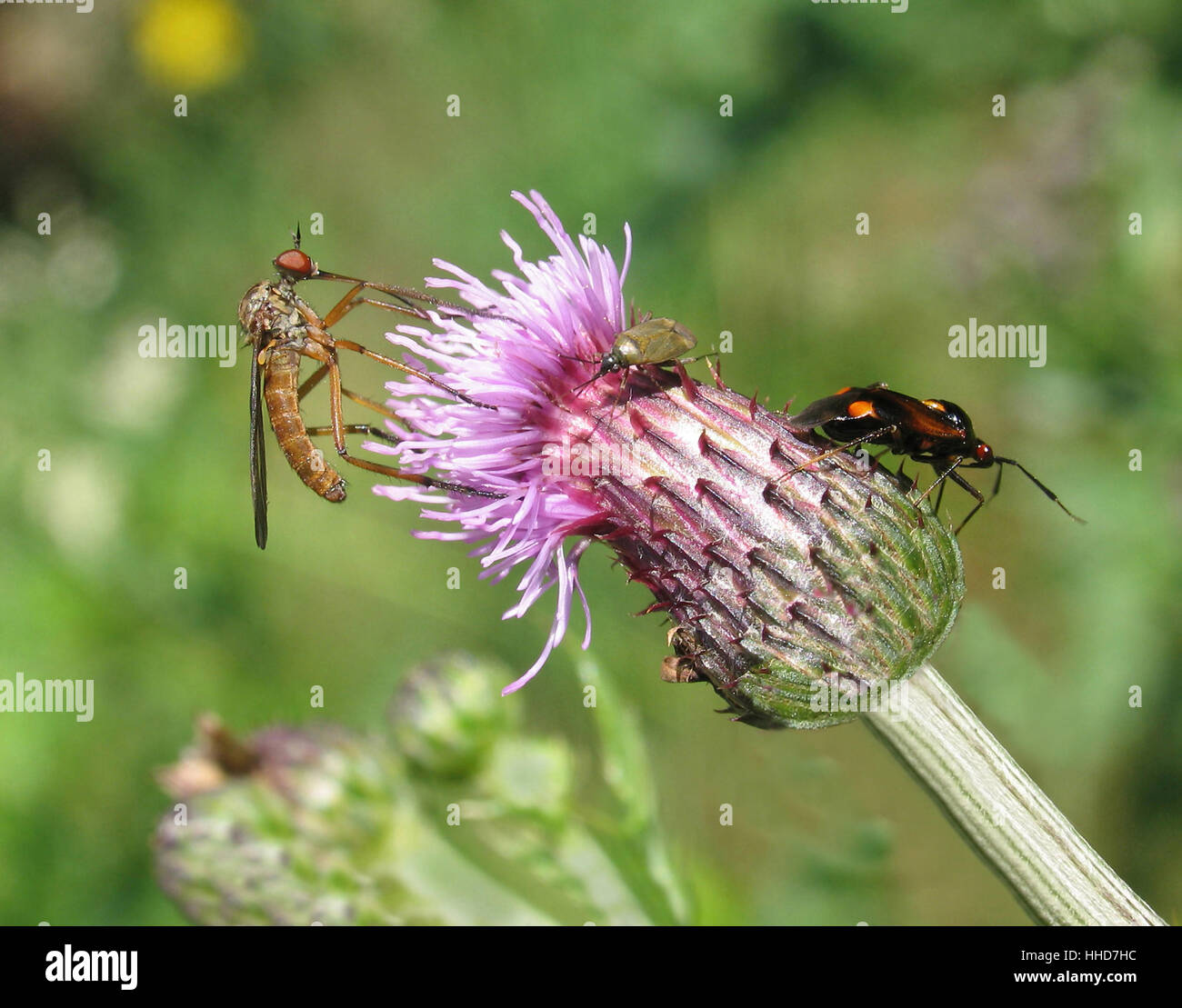 Bug brigade hi-res stock photography and images - Alamy