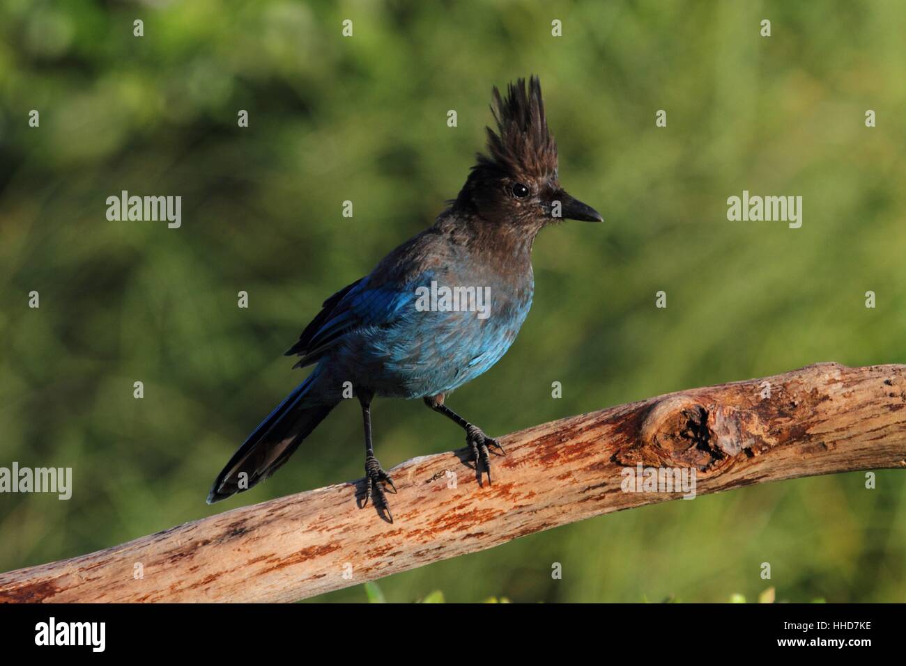 bird, wild, birds, jay, nature, animal, bird, wild, birds, wing ...