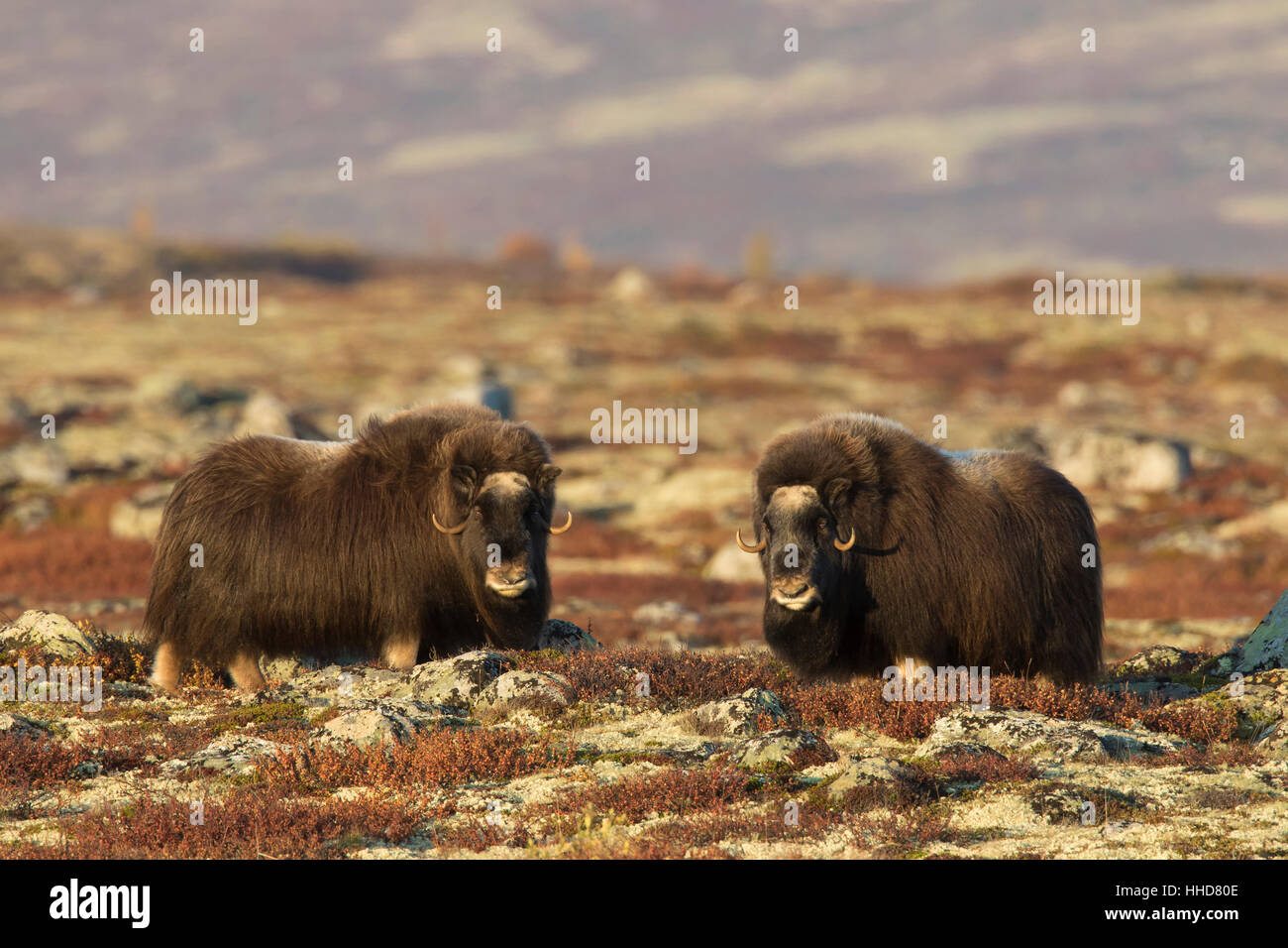 Musk Ox bull (Ovibos moschatus), two animals on the Fjaell, Dovre Fjael ...