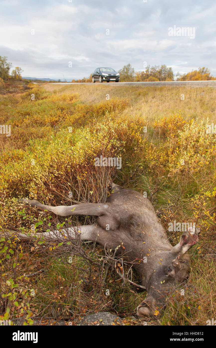Moose, elk (Alces alces), roadkill at the side of a highway, Oppland ...