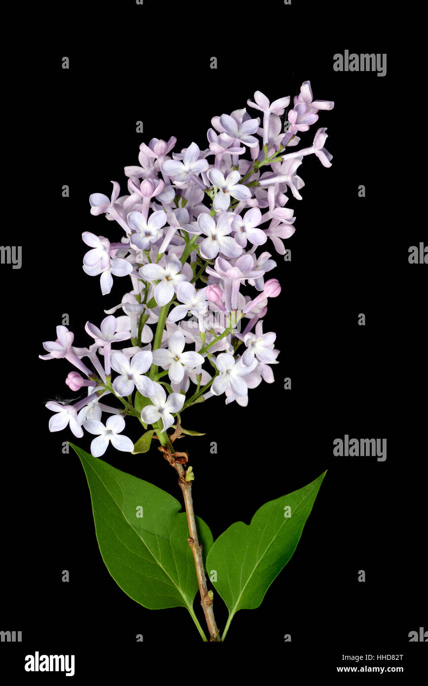 light blue lilac Stock Photo - Alamy