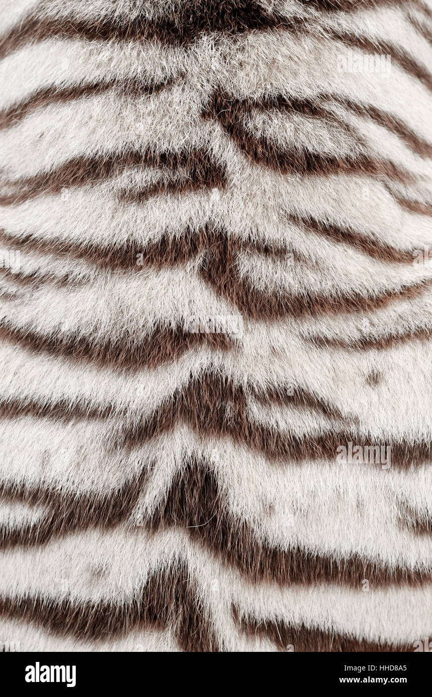 fashion, animal, asia, wild, skin, black, swarthy, jetblack, deep black ...