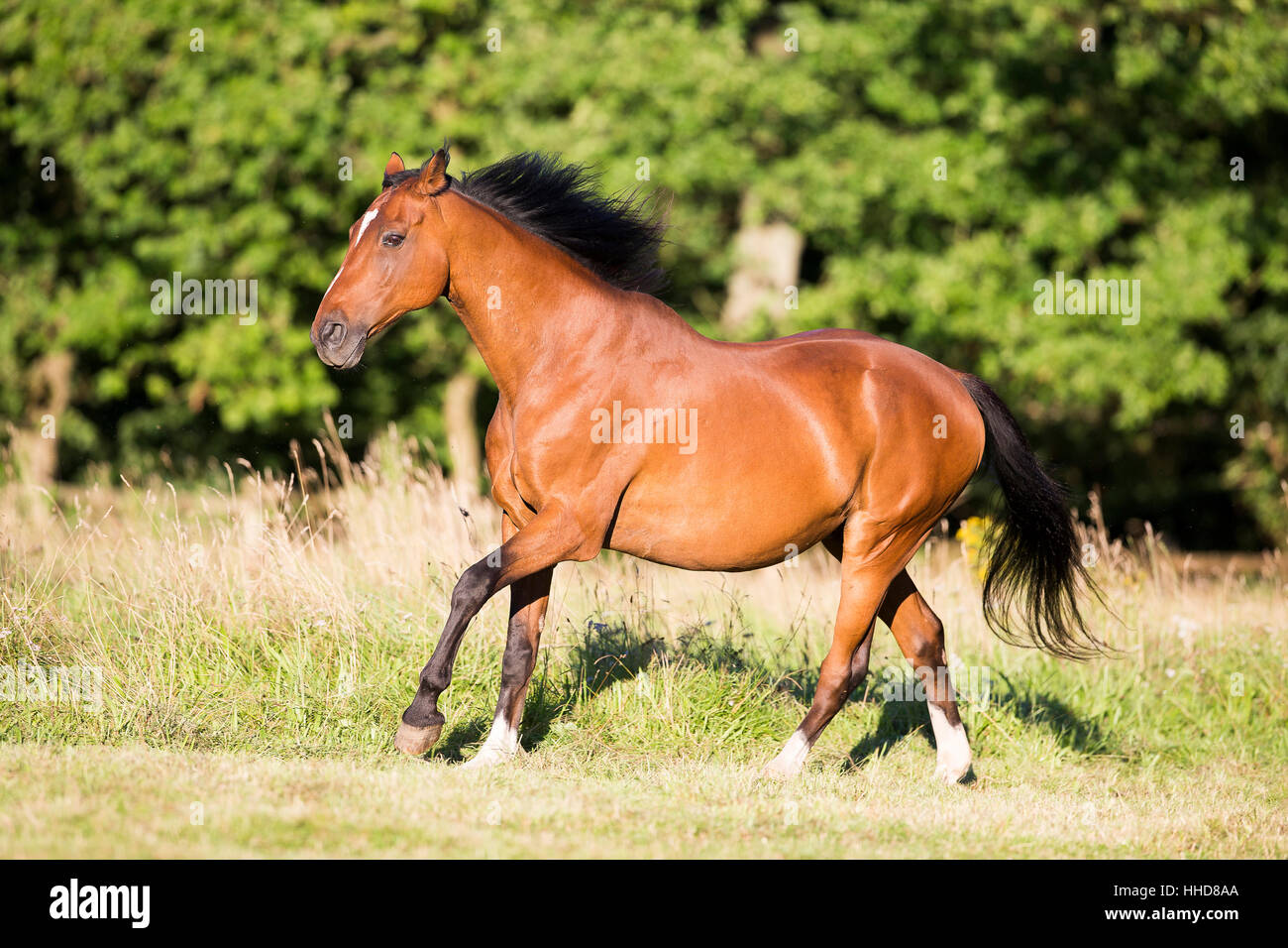 Holsteiner Horse. Bay adult galloping on a pasture. Germany Stock Photo ...