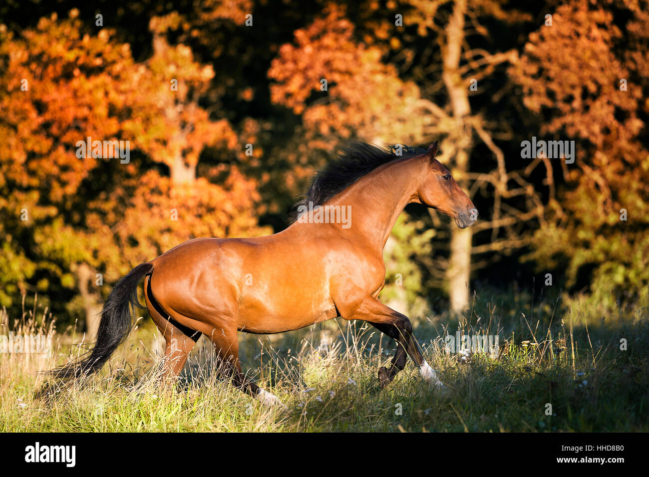 Holsteiner Horse. Bay adult galloping on a pasture. Germany Stock Photo ...
