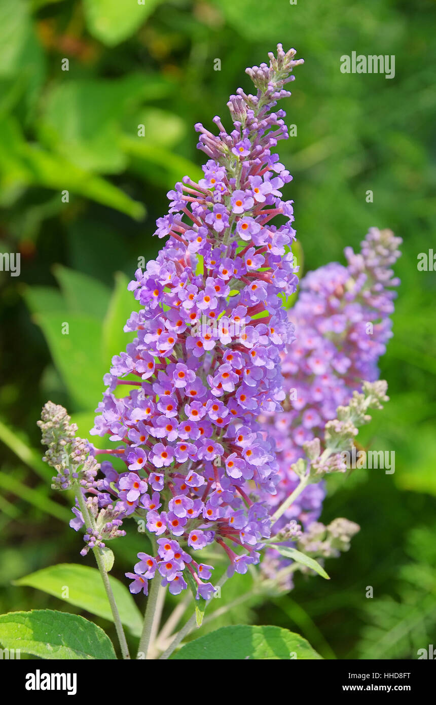 buddleia - butterfly bush 04 Stock Photo - Alamy