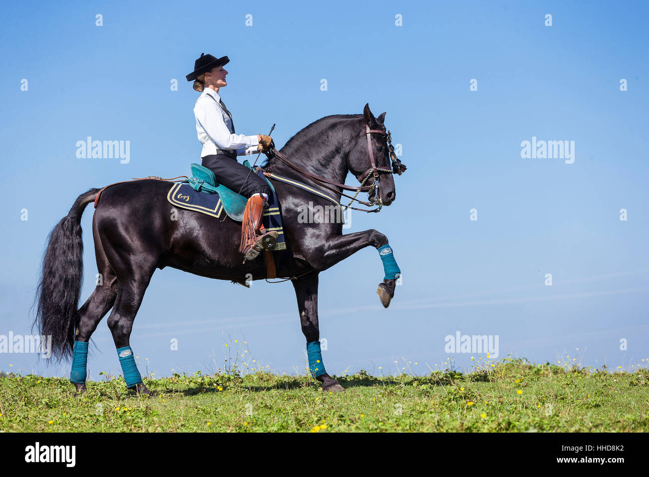 Pure Spanish Horse, Andalusian. Rider in traditional costume on black ...