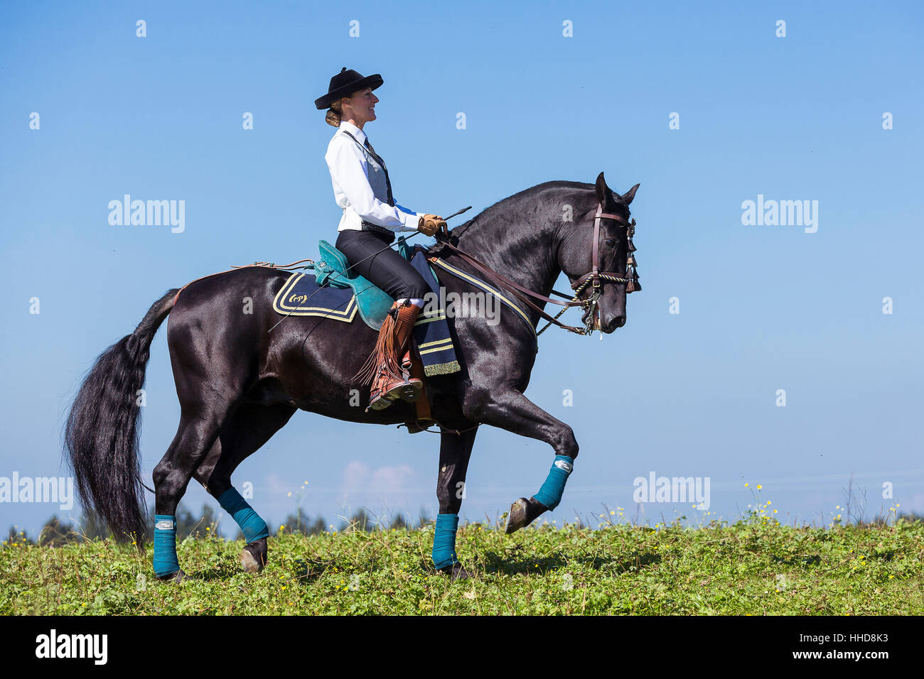 Pure Spanish Horse, Andalusian. Rider in traditional costume on black ...