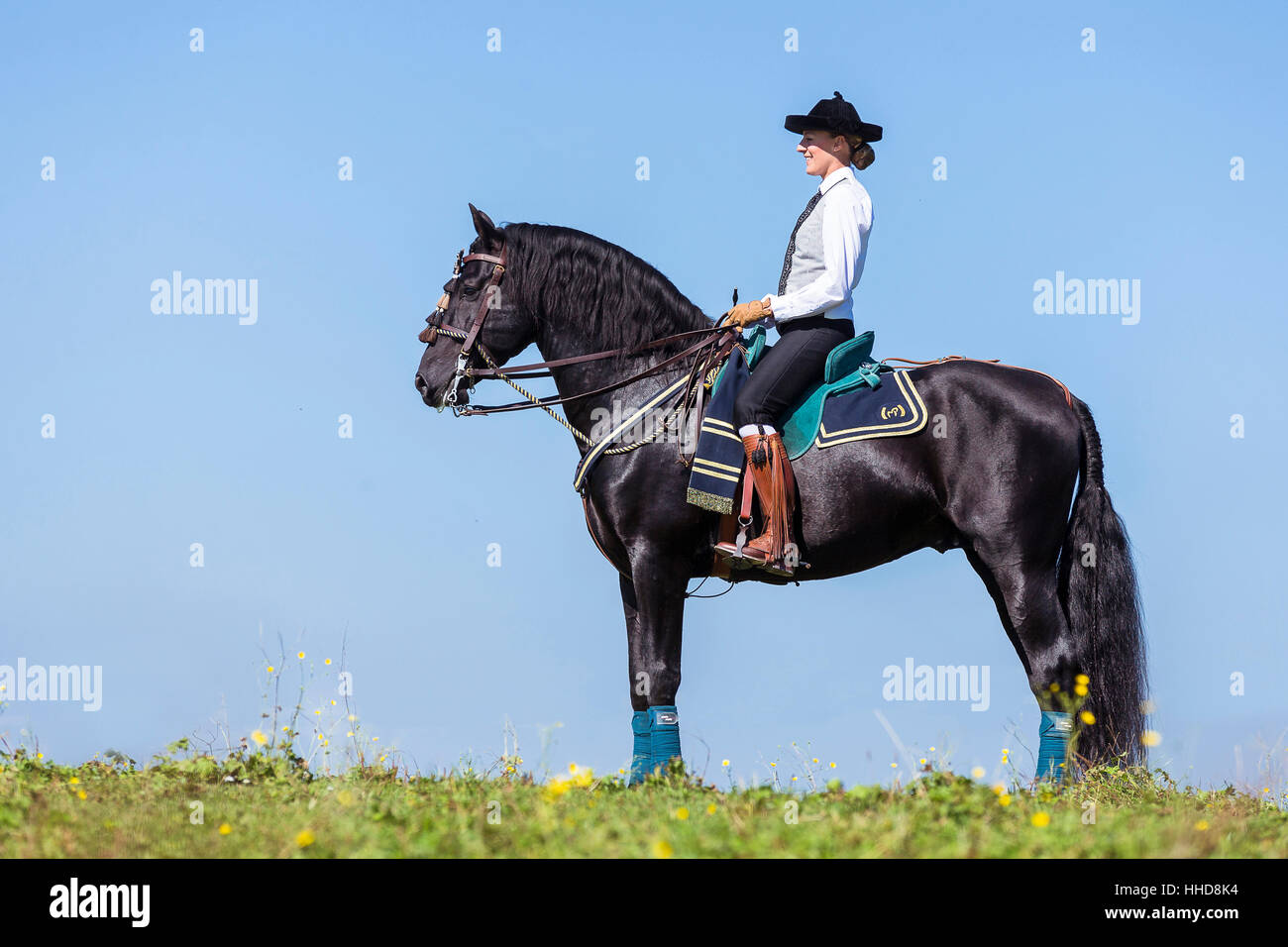 Pure Spanish Horse, Andalusian. Rider in traditional costume on black ...