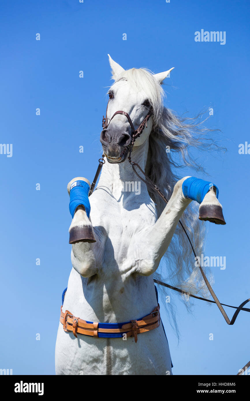 Pure Spanish Horse, Andalusian. Gray stallion rearing on long-rein ...