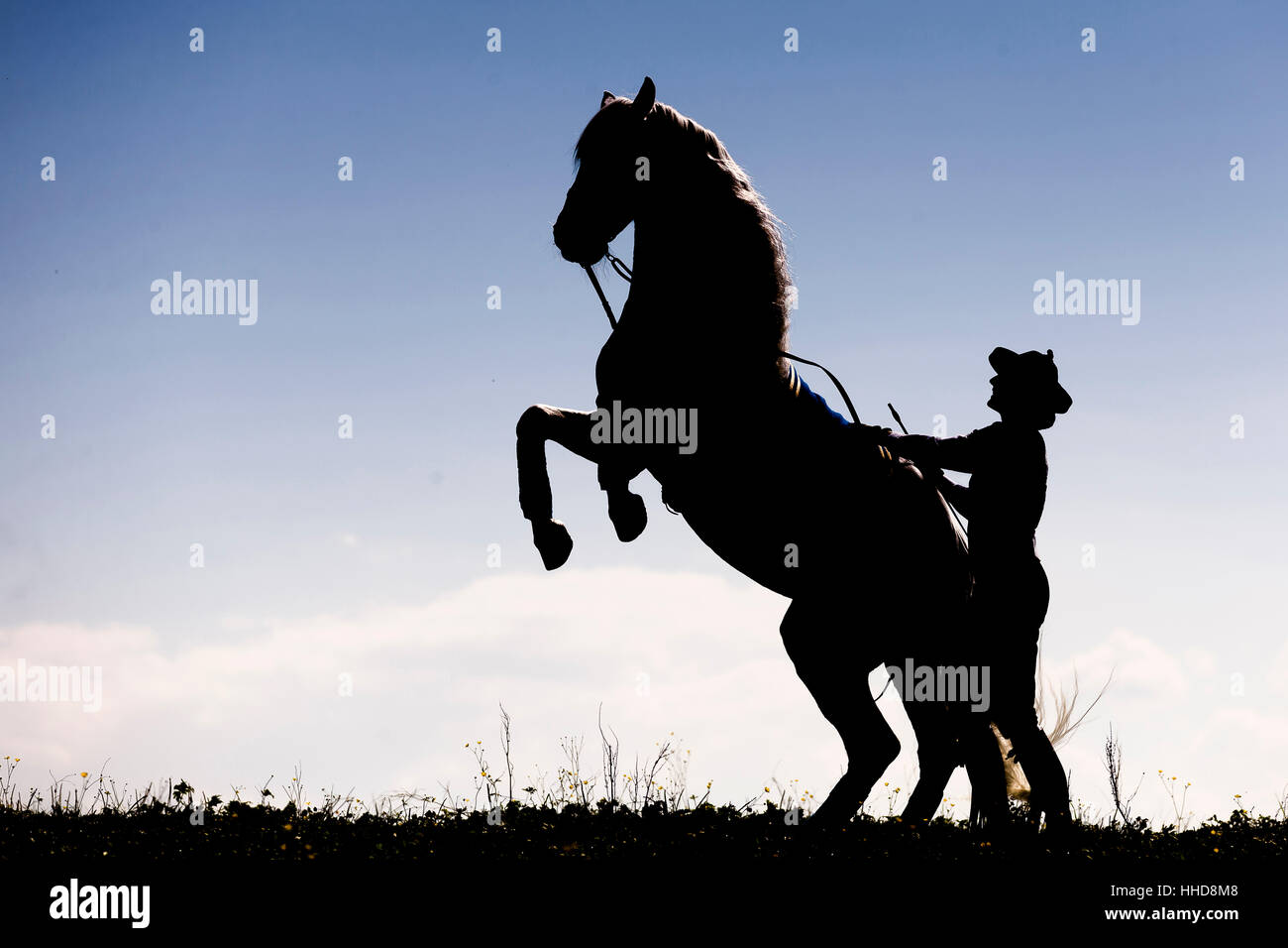 Rearing Andalusian Horse High Resolution Stock Photography and Images ...