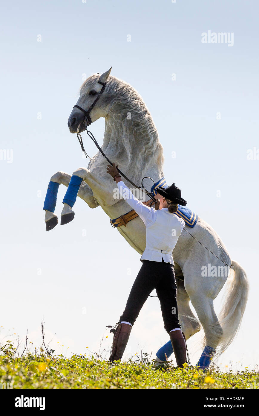 Pure Spanish Horse, Andalusian. Gray stallion rearing on long-rein ...