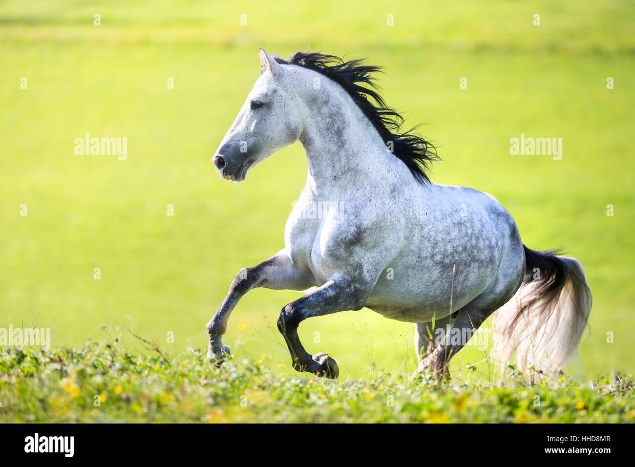 Dappled gray stallion hi-res stock photography and images - Alamy