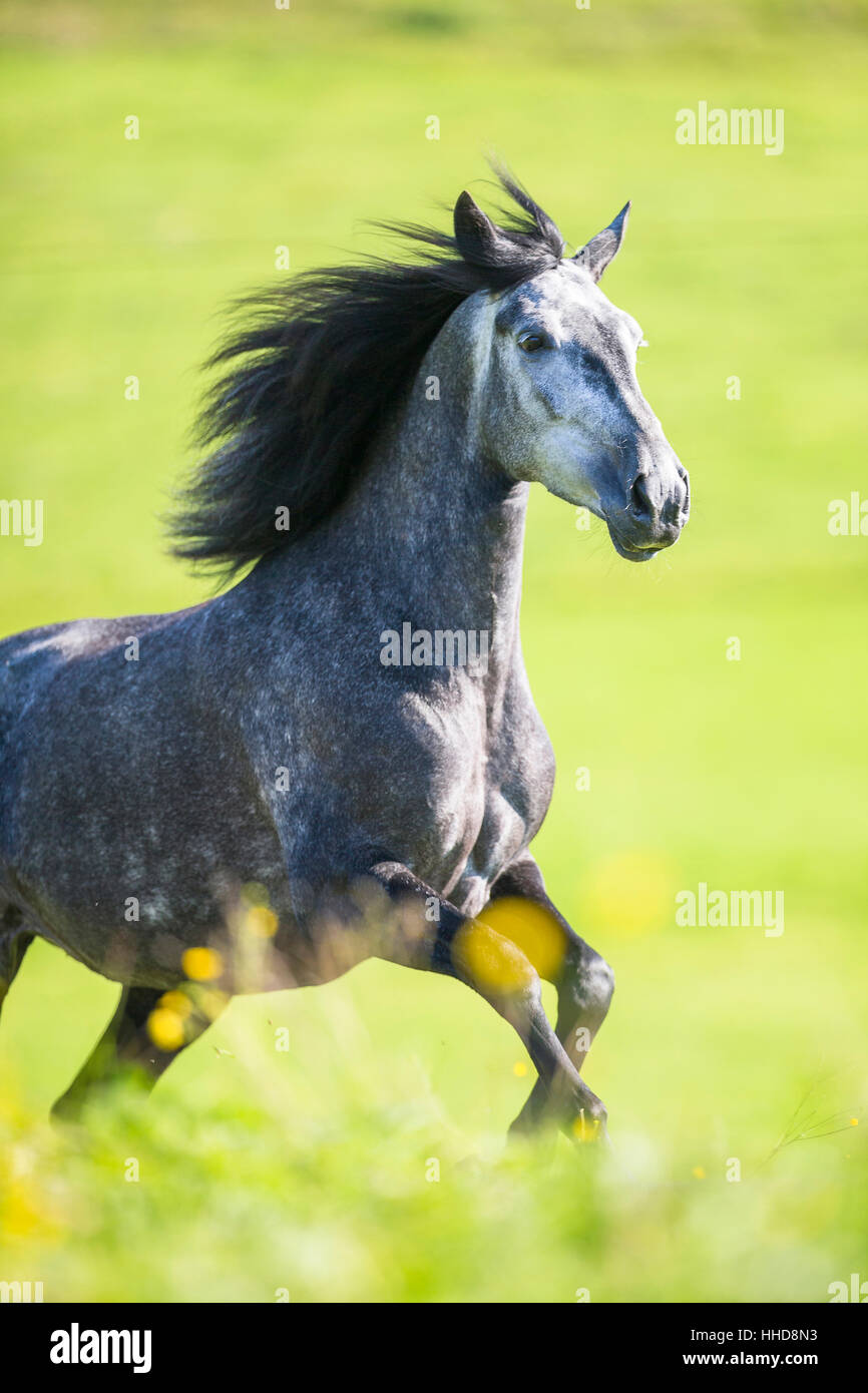 Pure Spanish Horse, Andalusian. Gray mare galloping on a pasture ...