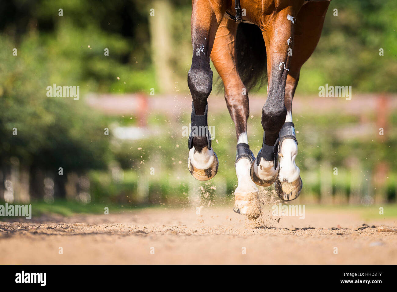 Horse legs galloping hi-res stock photography and images - Alamy