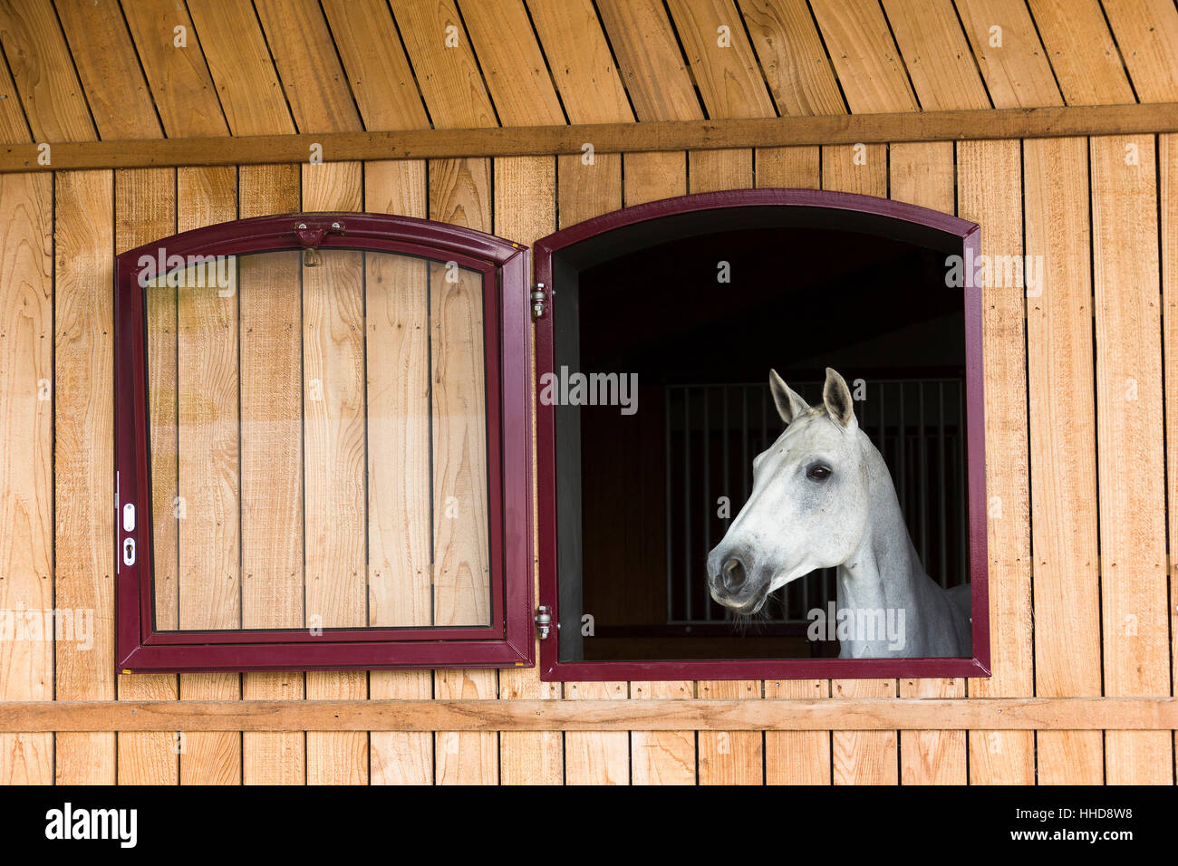 Hanoverian Horse. Gray mare looking out from its box. Great Britain ...