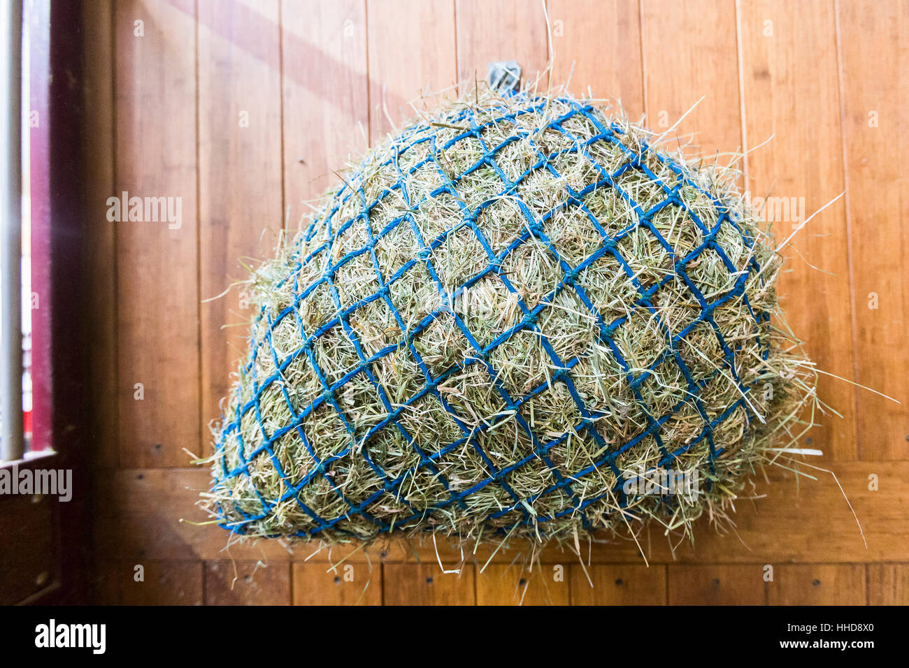 Domestic horse. Net filled with hay hanging on a stable wall. Great ...