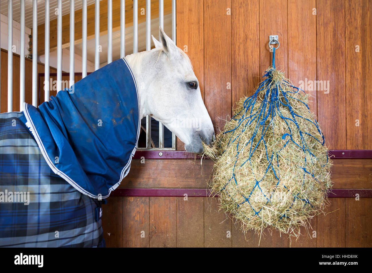 Hanoverian Horse. Gray adult eating hay from a net hanging on the ...