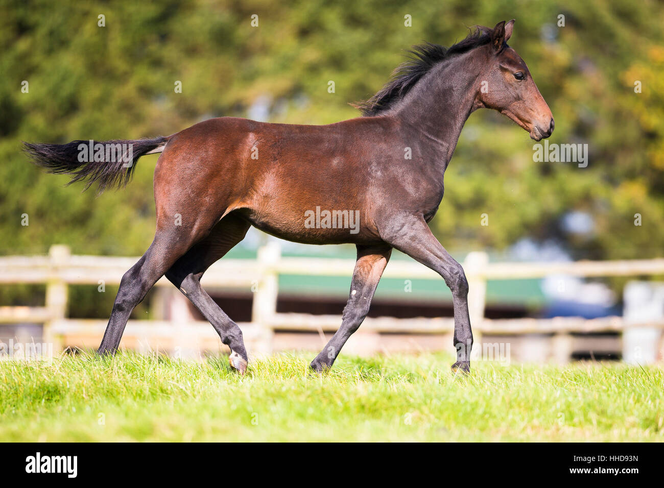 Dutch Warmblood. Bay filly-foal trotting on a pasture. Great Britain ...