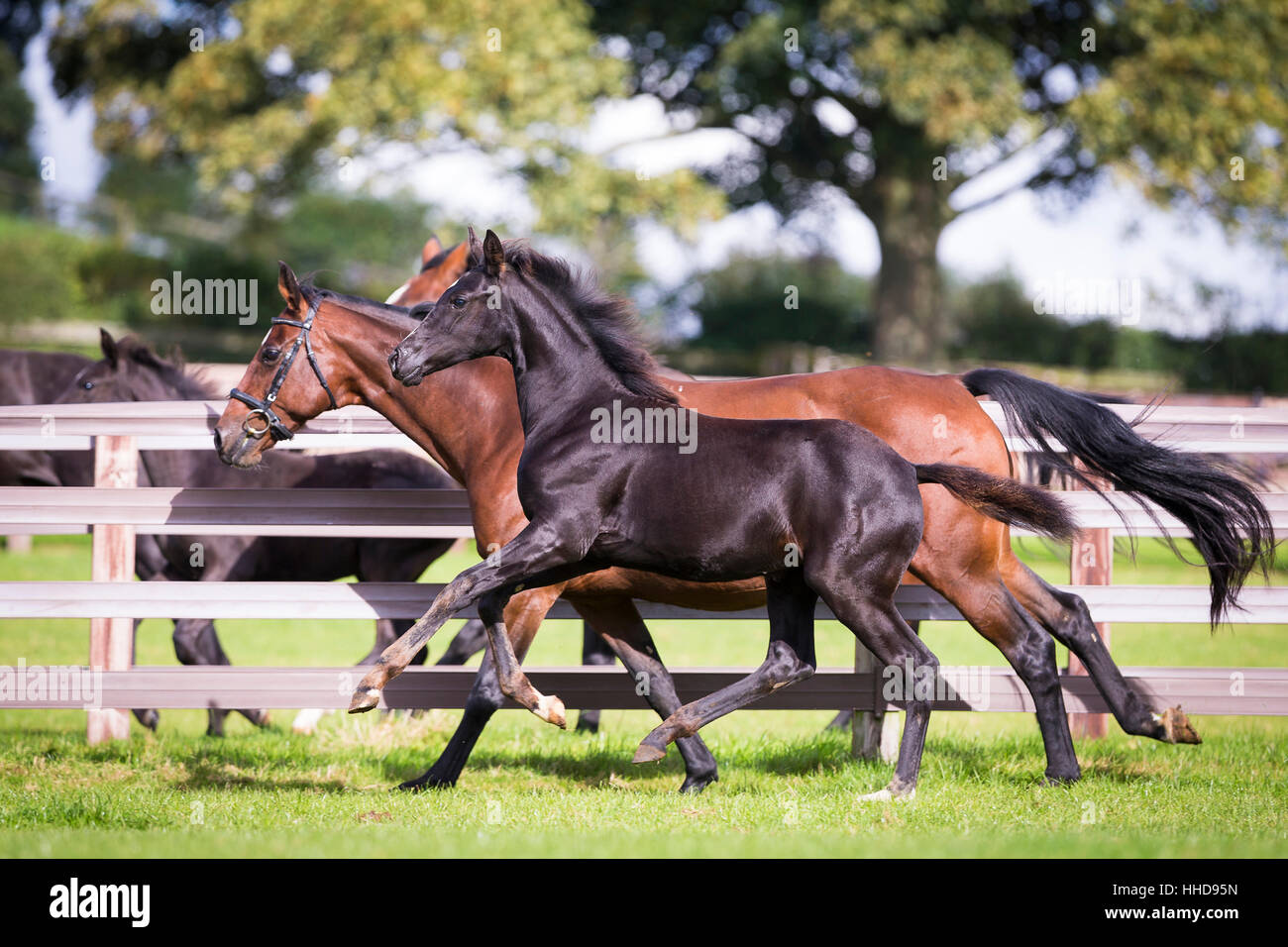 Oldenburg Horse. Mare and foals galloping on a pasture in front of and ...