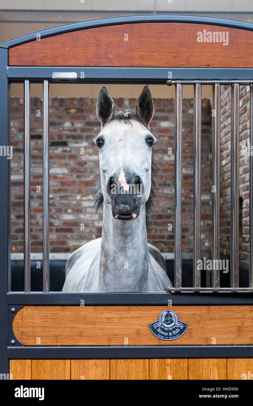 Dutch Warmblood. Gray horse looking out from its box. Netherlands Stock ...