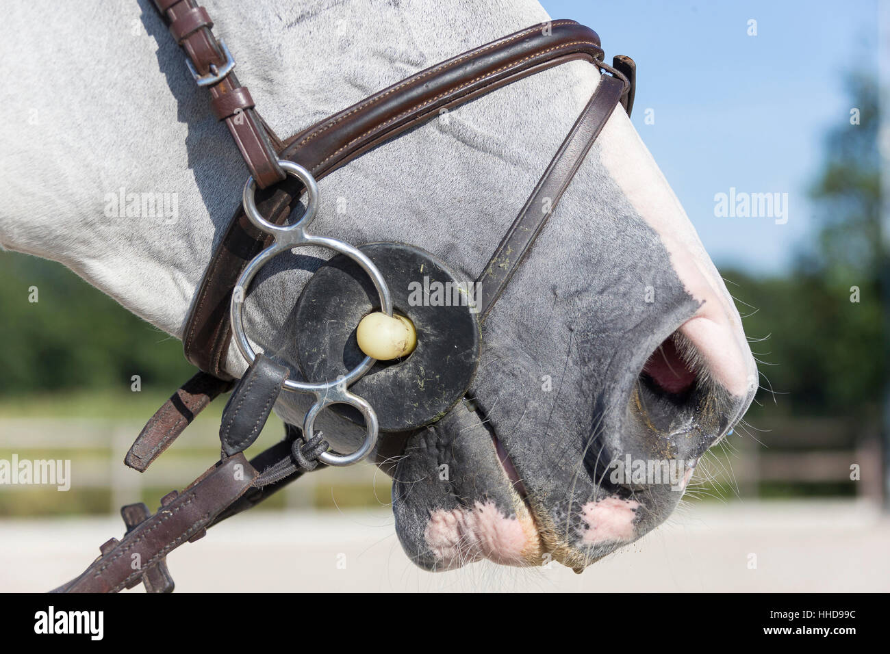 Dutch Warmblood with Pessoa bit Stock Photo - Alamy