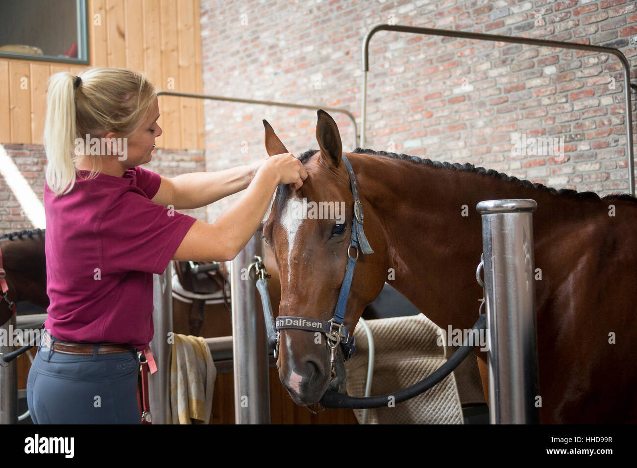 Dutch Warmblood. Groom plaiting the mane of a horse. Netherlands Stock ...