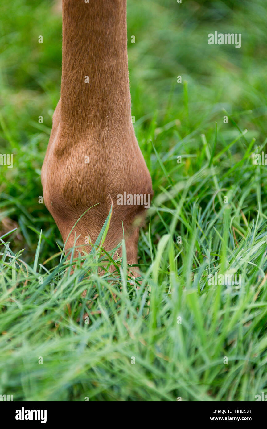 Fetlock hi-res stock photography and images - Alamy