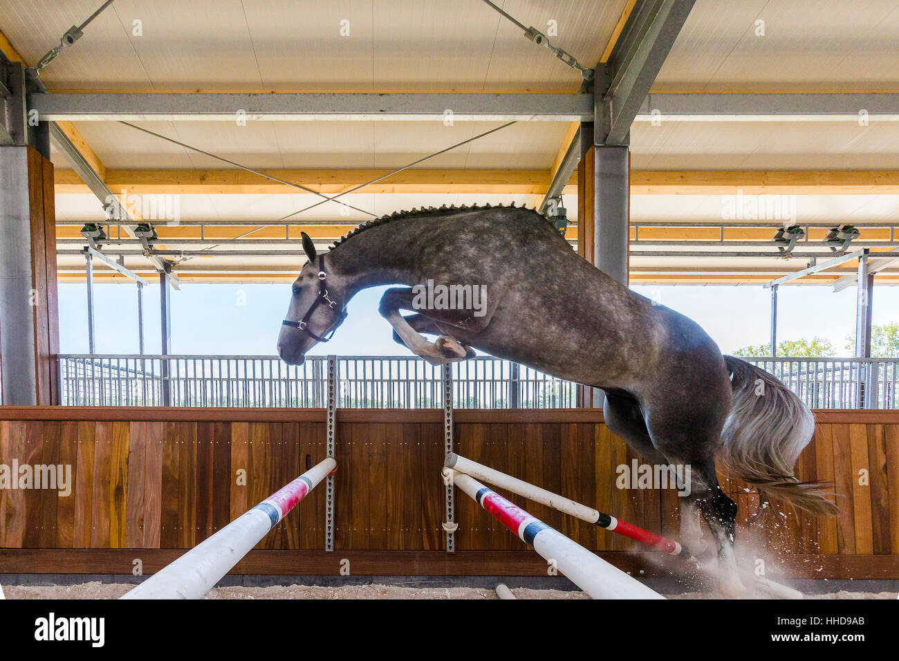 Dutch Warmblood. Gray stallion loose jumping over hurdle in a riding ...