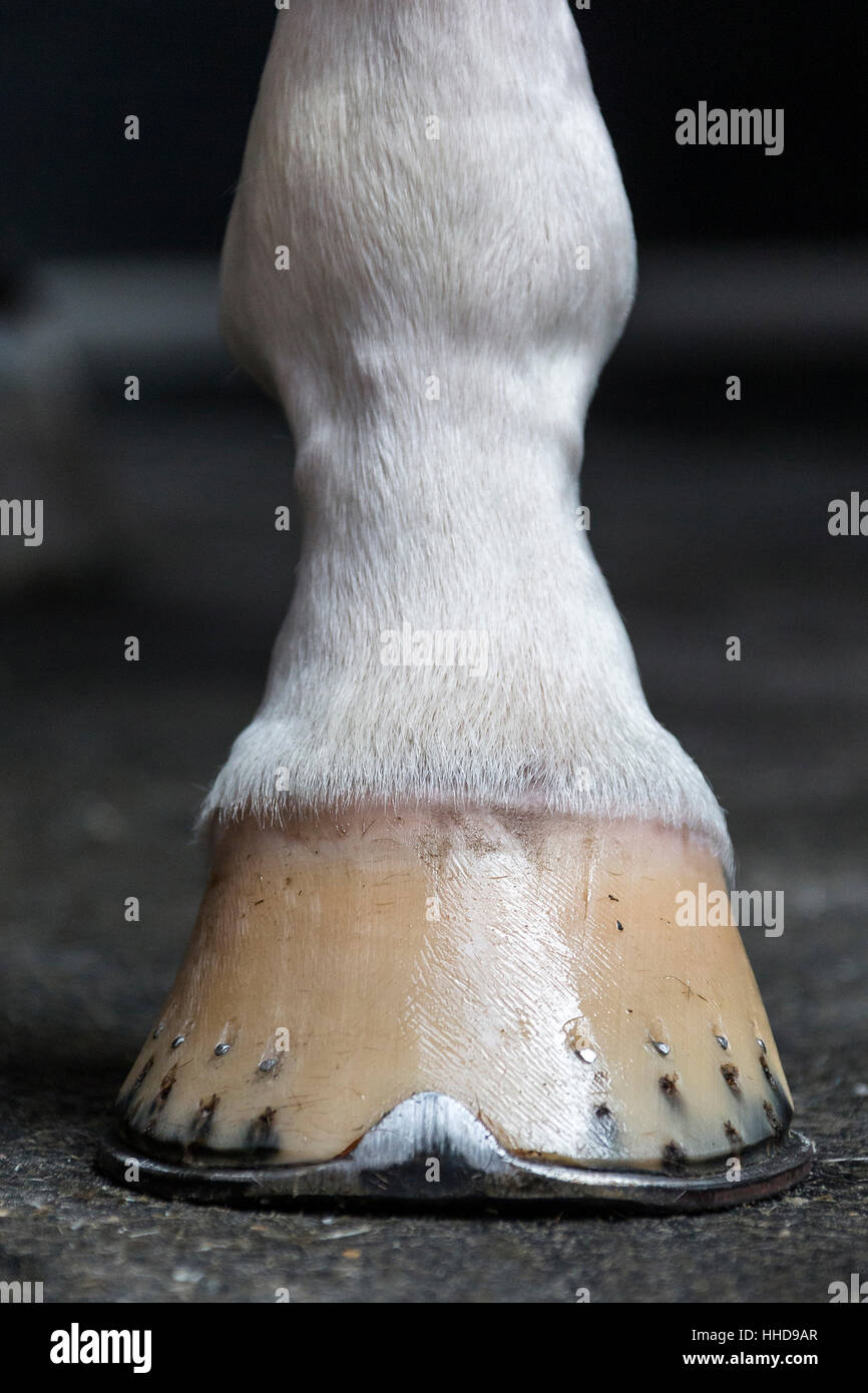 Domestic horse. Shoed hoof. Netherlands Stock Photo - Alamy