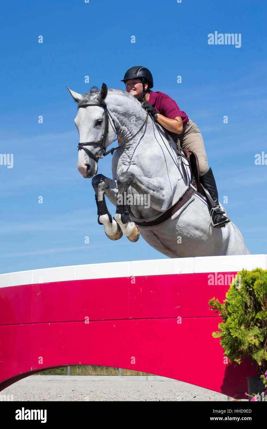 Dutch Warmblood. Rider with gray horse negotiating an obstacle ...