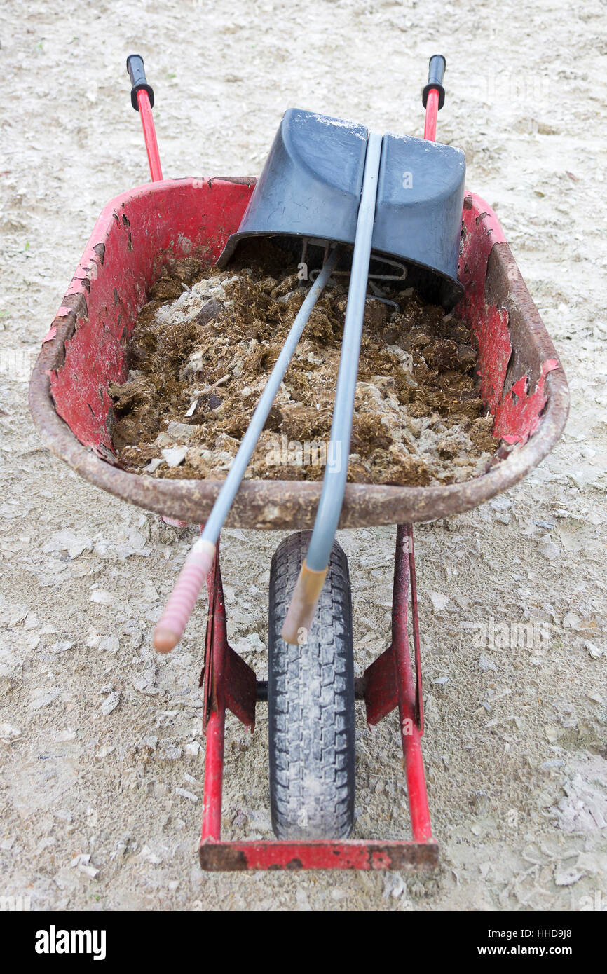 Domestic horse. A wheelbarrow full of muck Stock Photo - Alamy