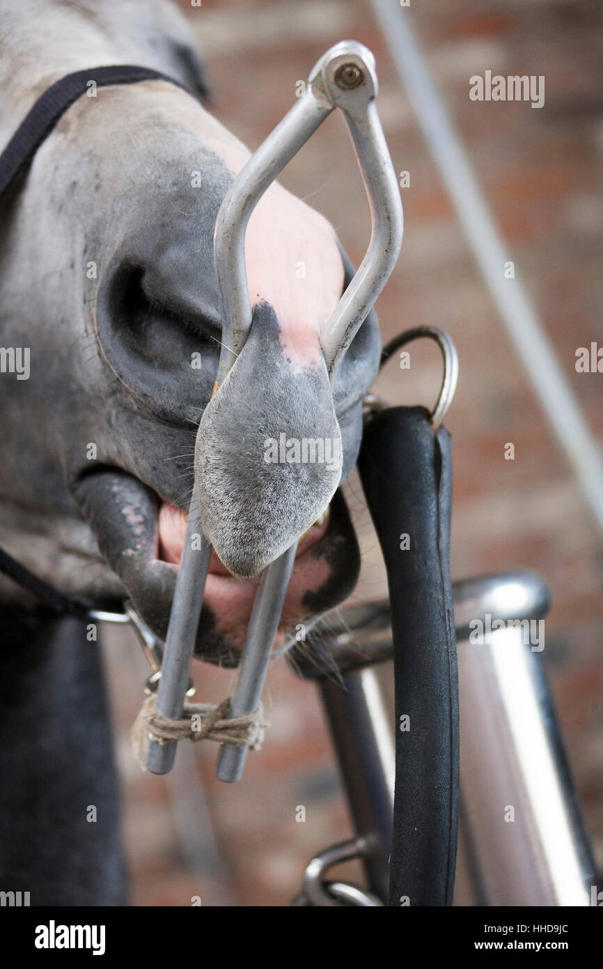 Domestic horse with twitch Stock Photo - Alamy