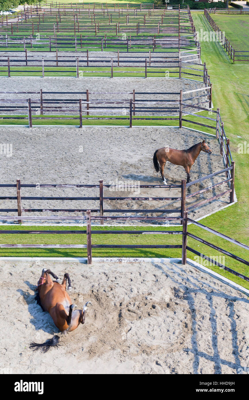 Domestic horse in sand paddocks hi-res stock photography and images - Alamy