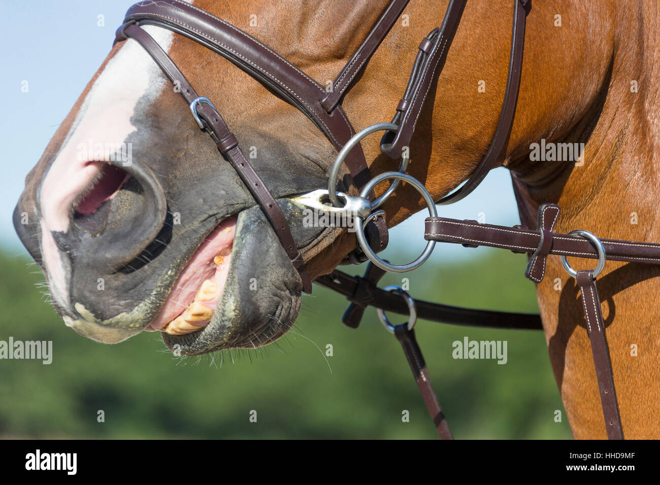 Dutch Warmblood with jumping bit Stock Photo - Alamy
