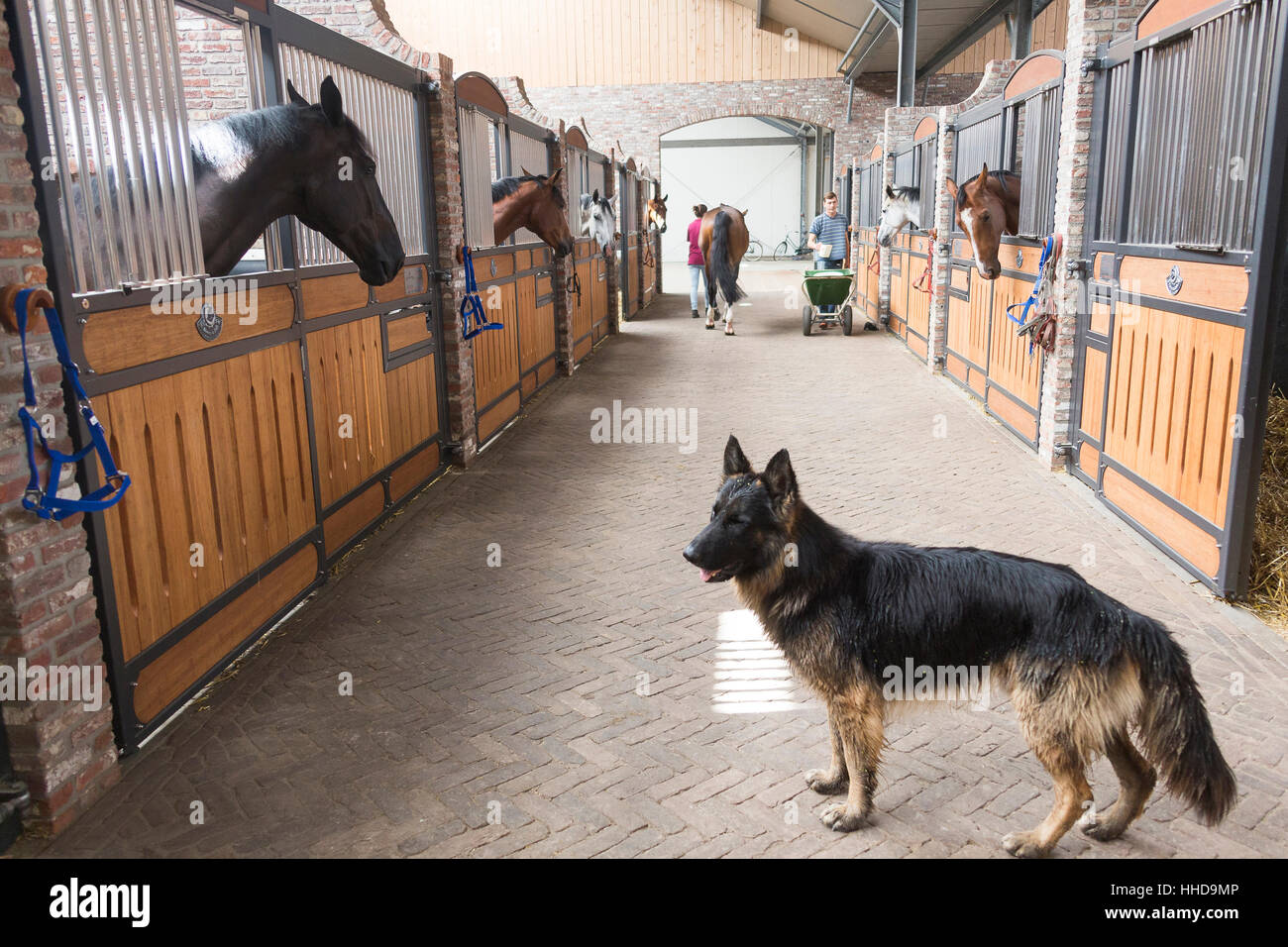 Dog horse stable hi-res stock photography and images - Alamy