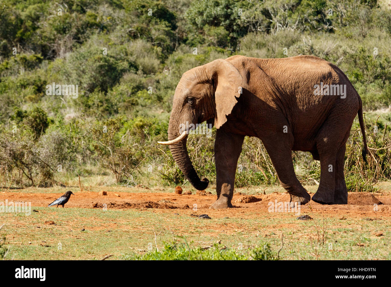 Bush Elephant staring at the bird at the watering hole Stock Photo - Alamy