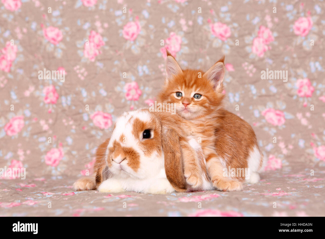 American Longhair, Maine Coon. Kitten (6 weeks old) and Dwarf lop-eared ...