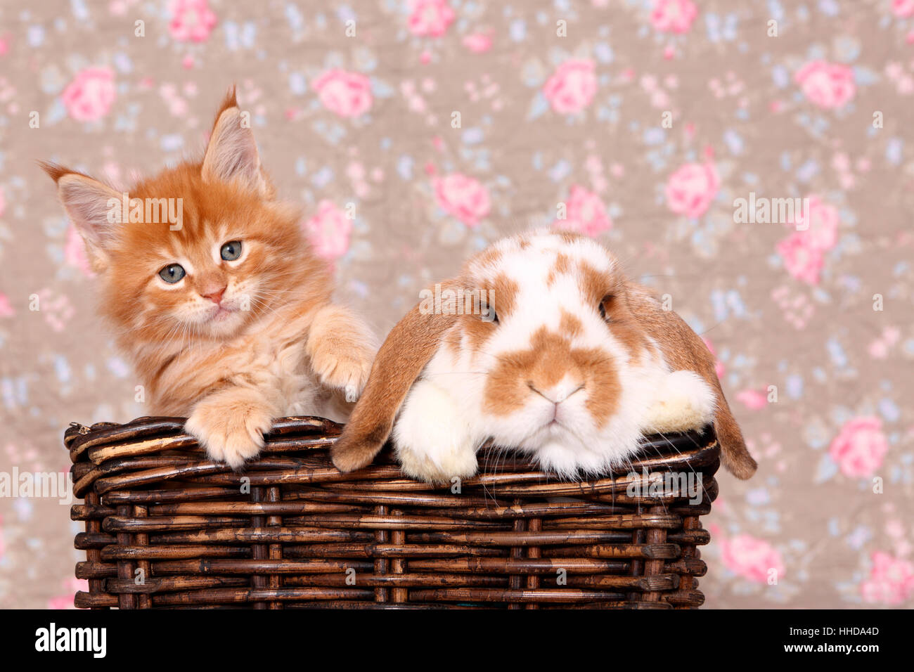 American Longhair, Maine Coon. Kitten (6 weeks old) and Dwarf lop-eared ...